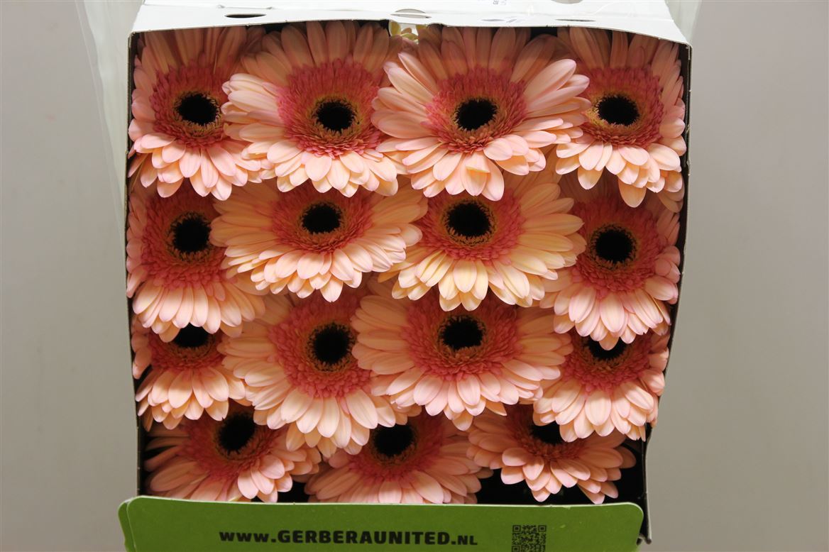 Gerbera/ Germini