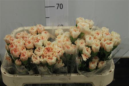 Carnations Standard