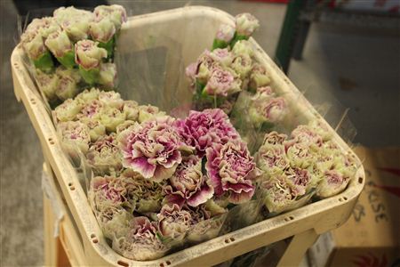Carnations Standard