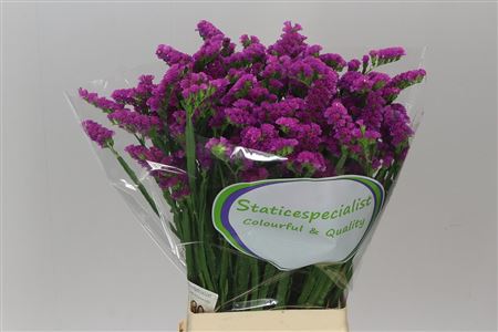 Limonium/ Statice